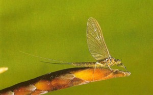 Matching the Hatch Techniques